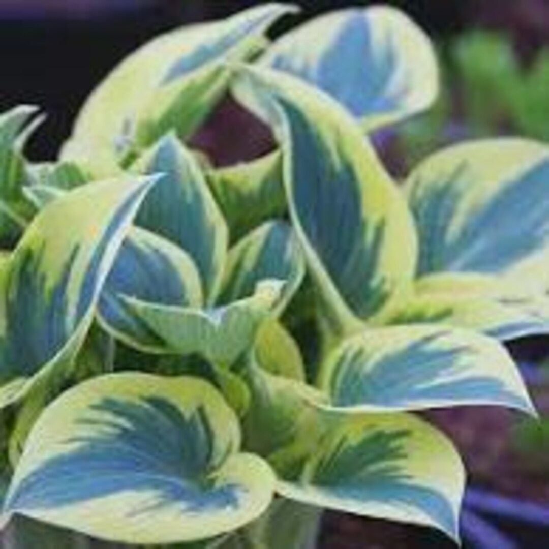 First Frost Hosta, Medium Hosta W/ Blue Green Leaves Edged in Lt Golden ...