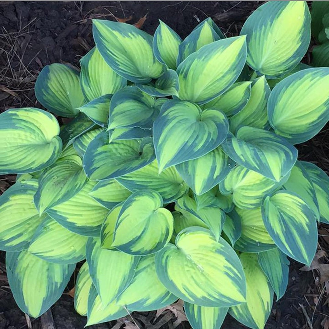 June Hosta, Chartreuse Center, Blue Green Edges-lavender Flowers in ...