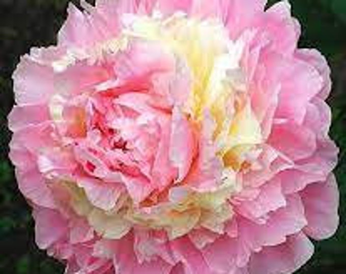 Whopper Peony, Bi Color Pink and White Large Blooms-2-3 Eye Bare Root ...