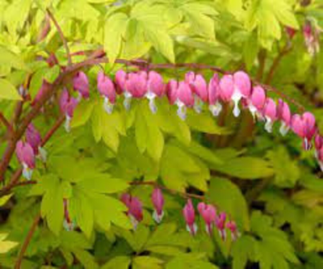 Gold Heart Bleeding Heart, Golden Yellow Leaves W/ Pink and White ...