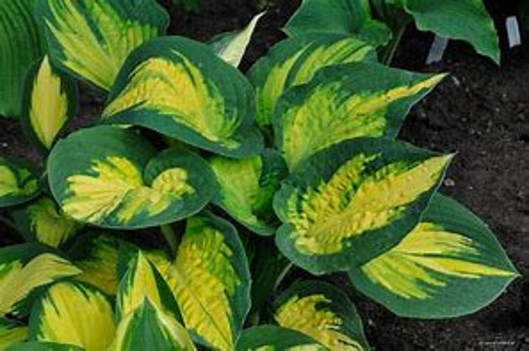 Forbidden Fruit Hosta-medium Size When Mature-blue Green W/ Golden ...