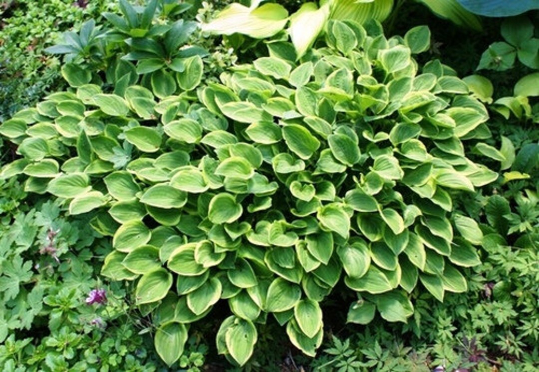Golden Tiara Hosta -bare Root Division-golden Center With Chartreuse ...