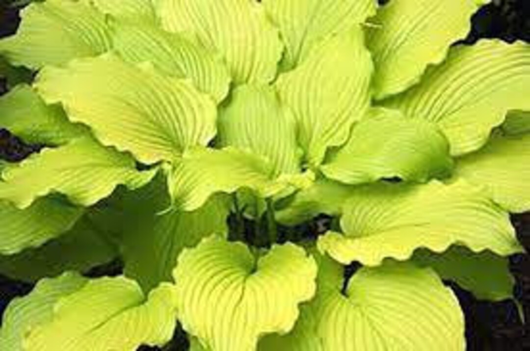 PRE Buy-dancing Queen Hosta, Med. Plant When Mature, Golden Yellow All ...