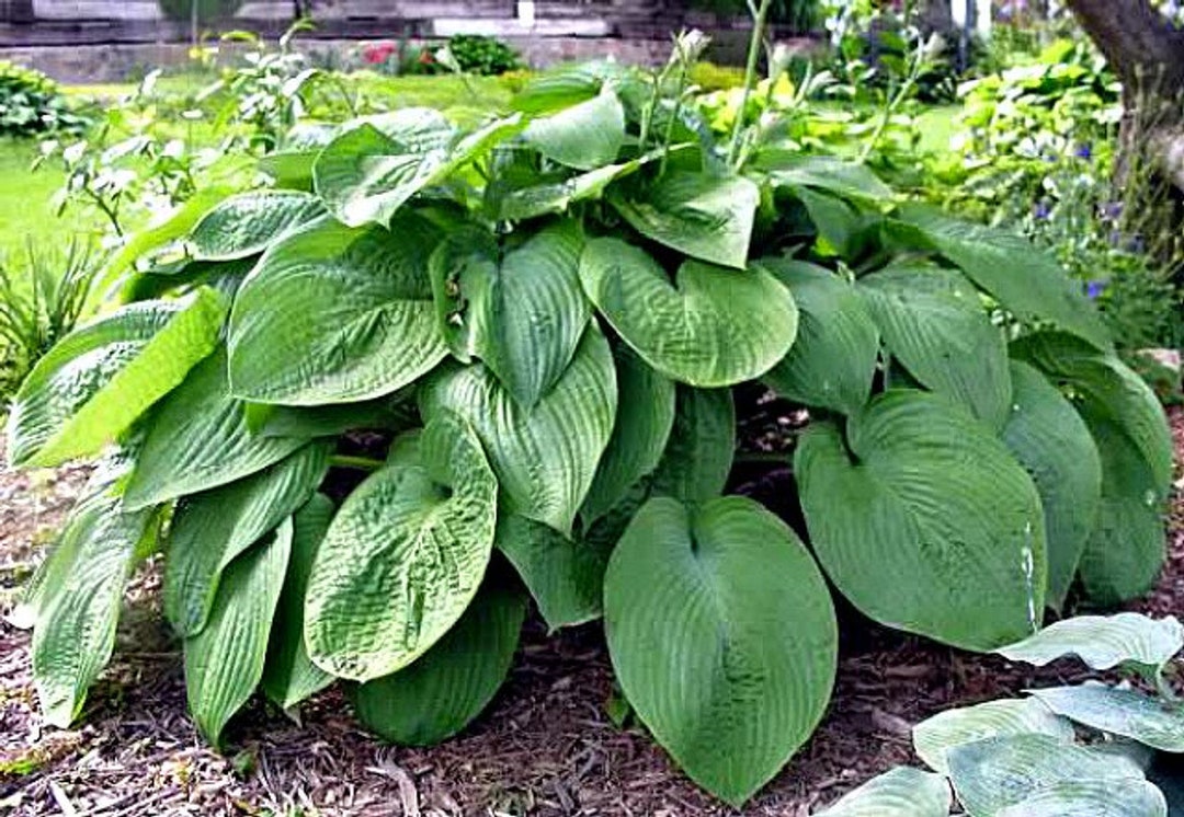 Hosta Jurassic Park, Giant Shade Plant, Purple Flowers, Puckered Green ...