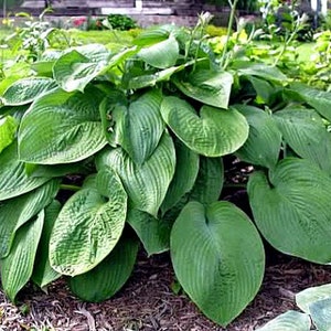 Hosta Jurassic Park, Giant Shade Plant, Purple Flowers, Puckered Green ...