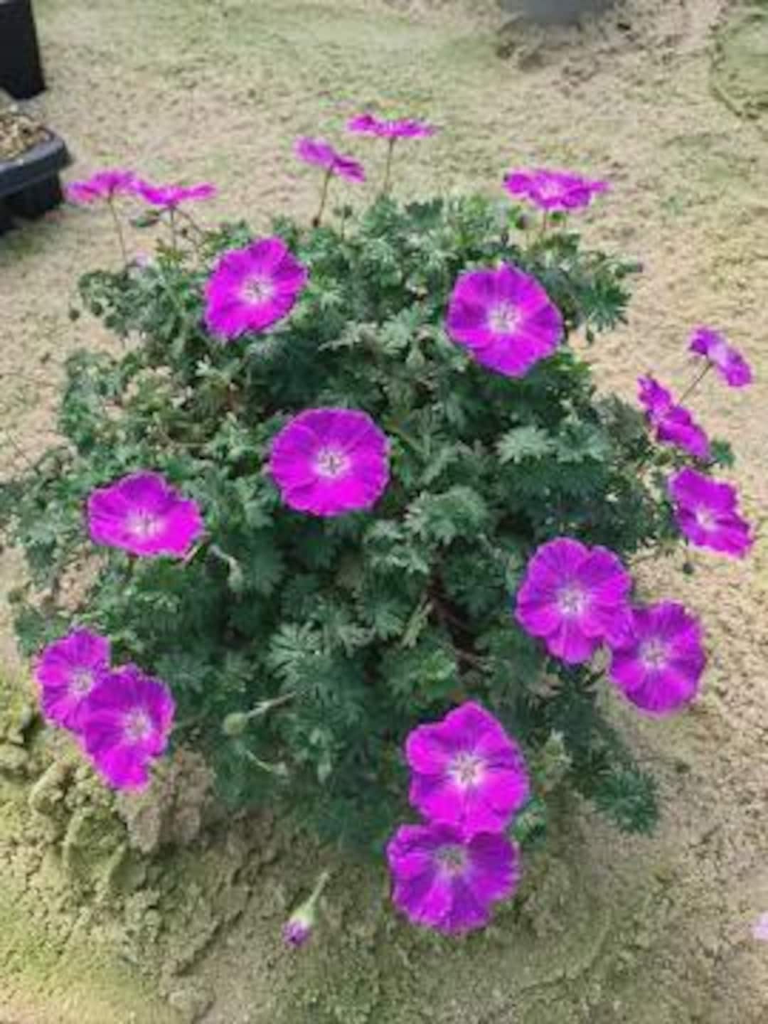 Geranium Sanguineum ‘frivolous Purple’-hardy Perennial Geranium ...