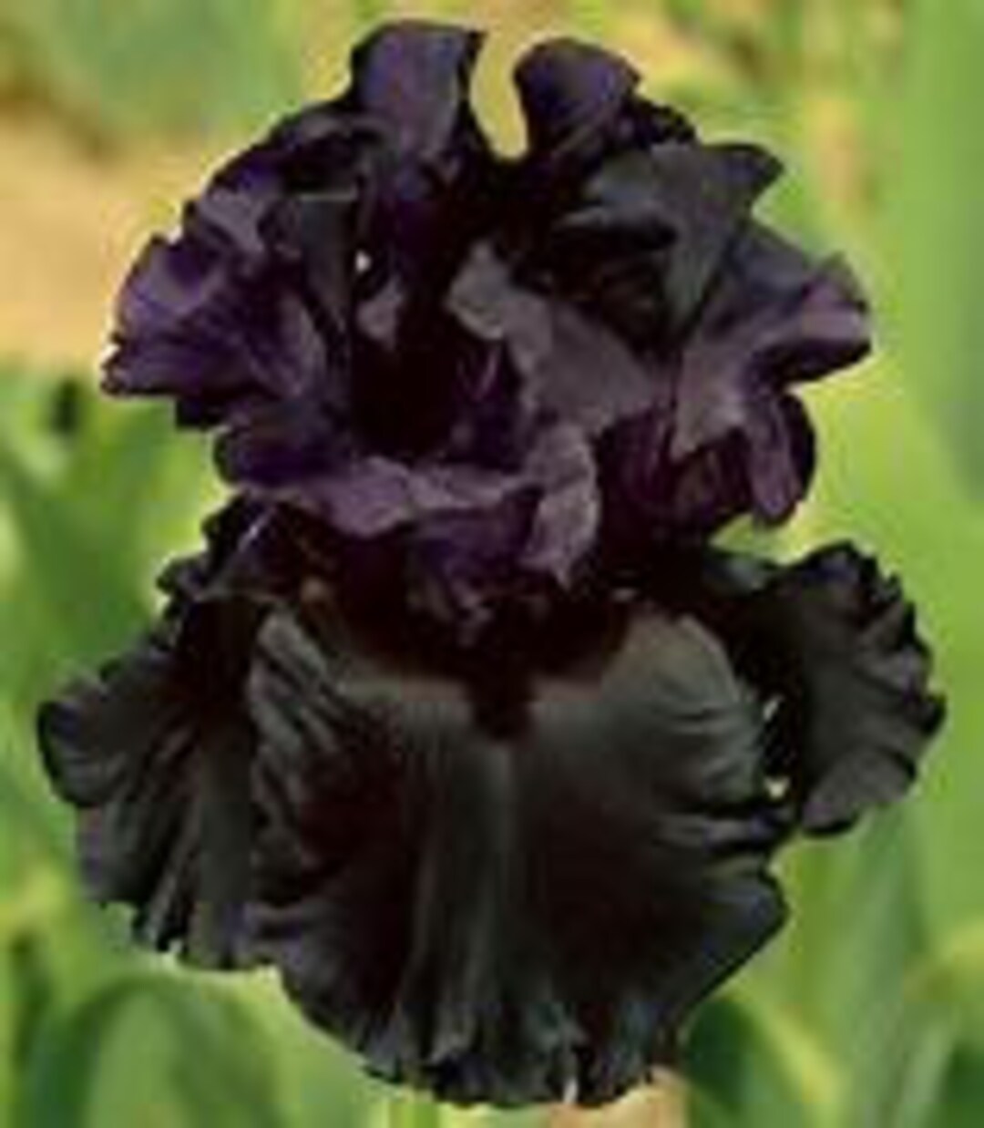 All Night Long Iris-nearly Black Purple Ruffled Bloom-1 Rhizome-free ...
