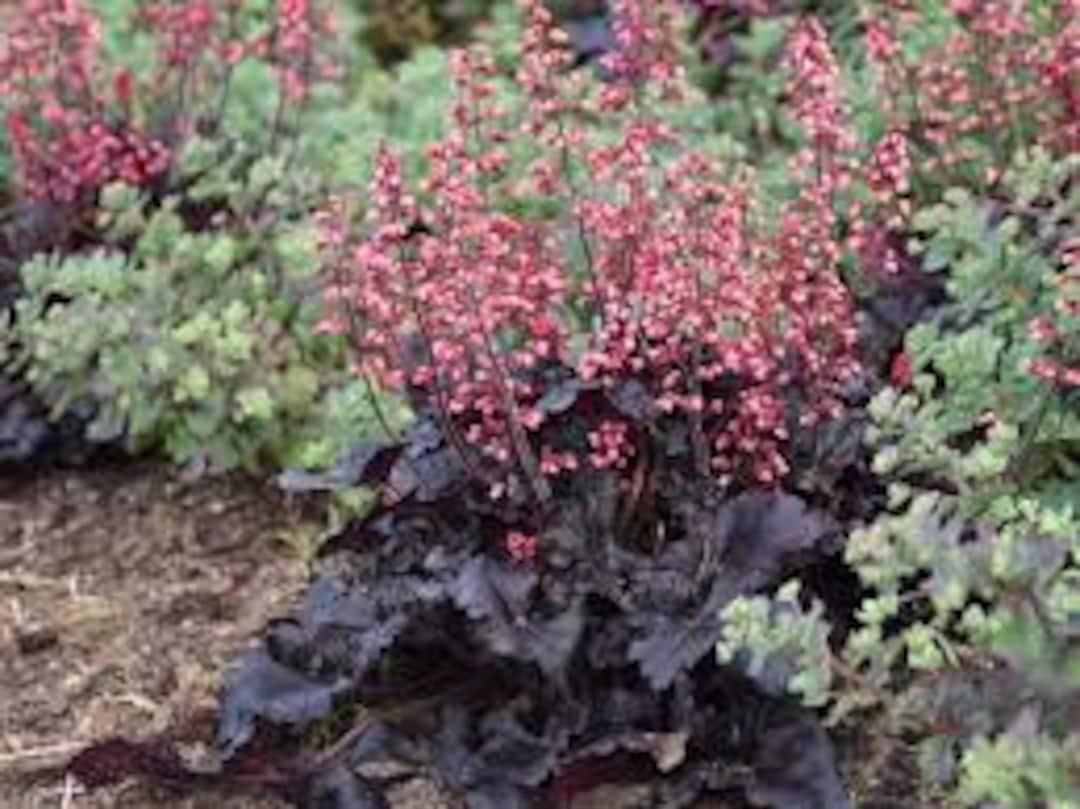 Mahogany Monster Coral Bells (heuchera) Glossy, Deep Maroon Leaves ...