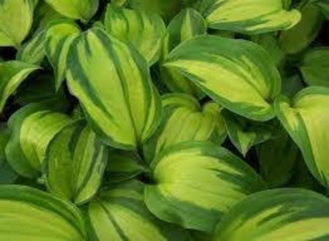 Volcano Island Hosta-med. Sz When Mature-yellow Green Leaves W/ Dark ...
