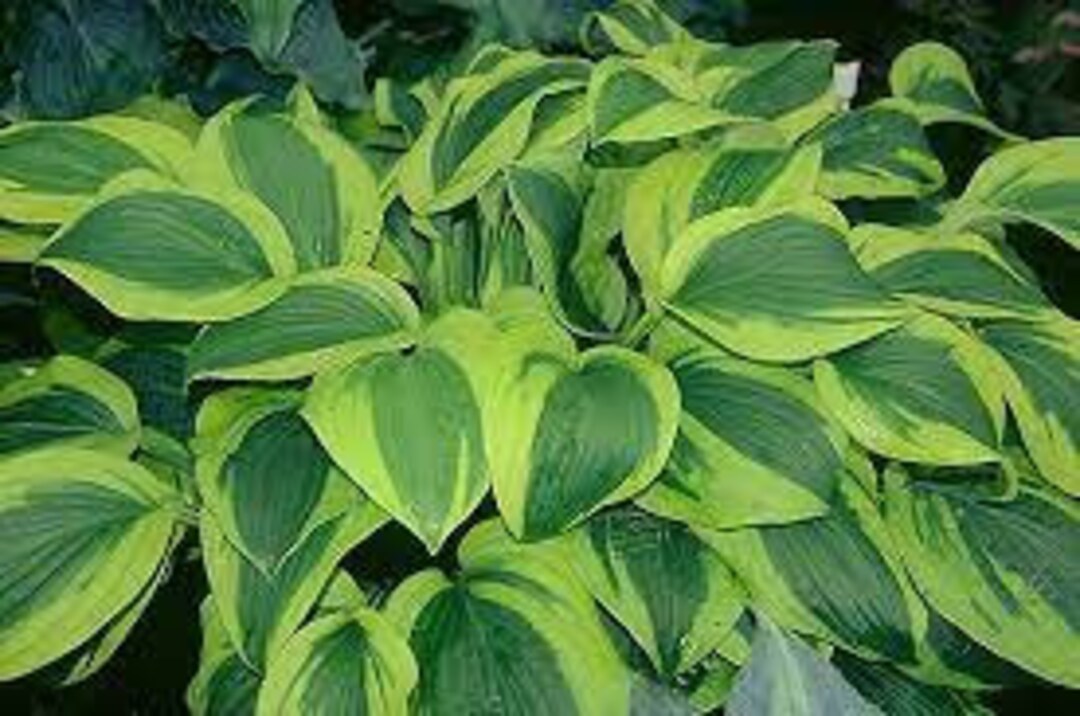 Pre Buy-velvet Moon Hosta-sun Tolerant-deep Green W/ Golden Margins ...