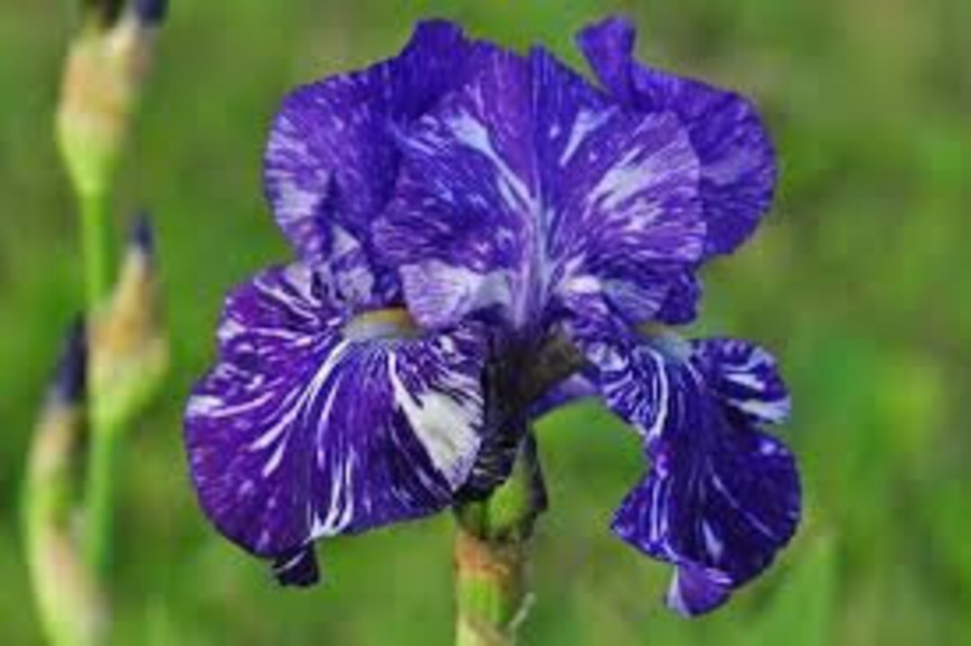 Batik Tall Bearded Iris, Royal Purple W/ Spotted, Streaked, Speckled ...