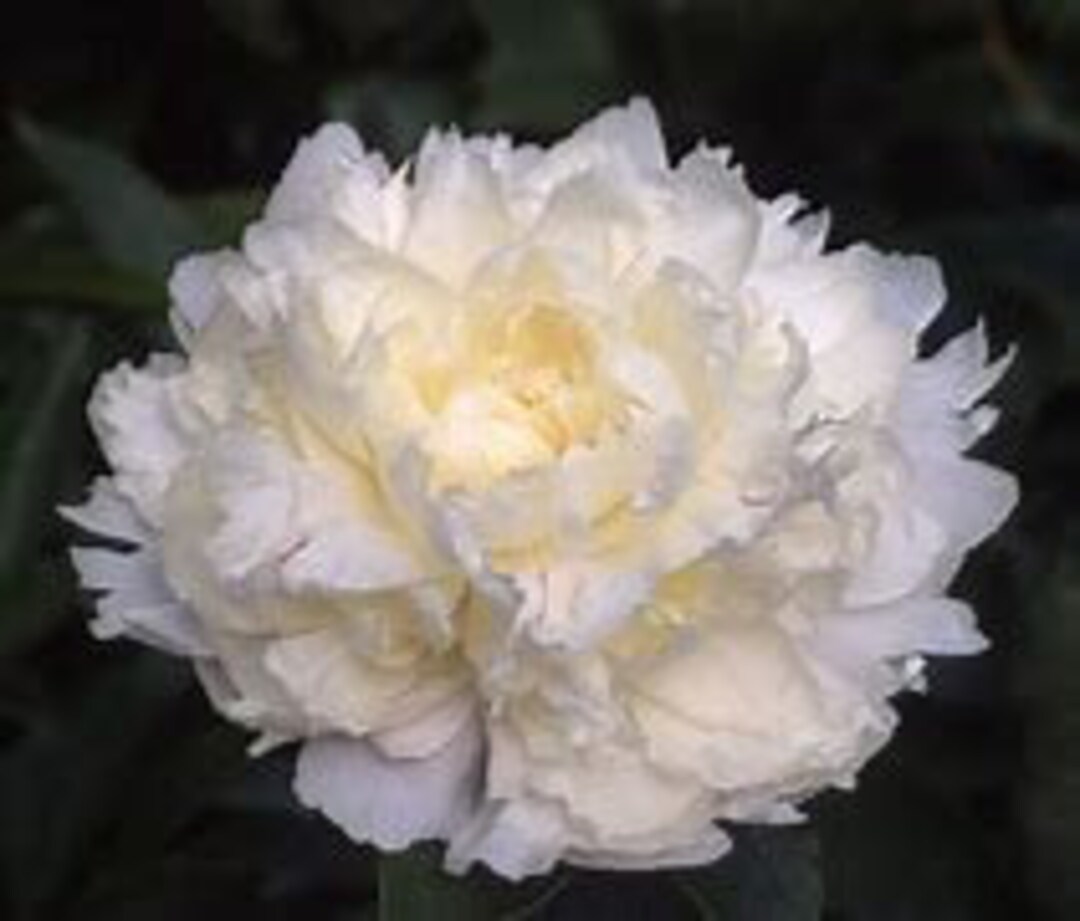 Kelways Glorious White Peony-large-fragrant Flowers-award Winning Type ...