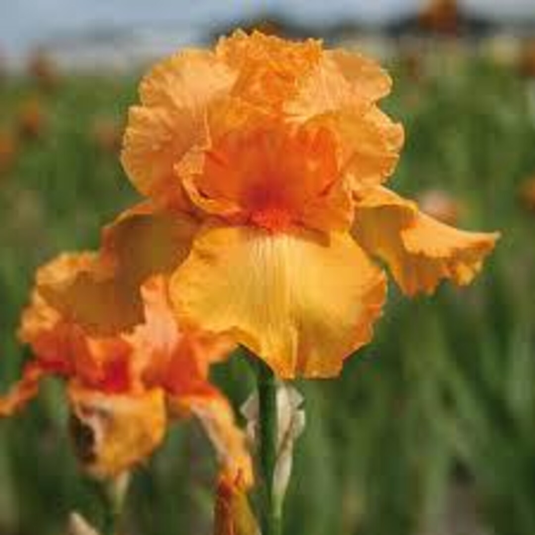 Firebreather Iris, Bright Tangerine Orange Blooms in Early Summer-one ...