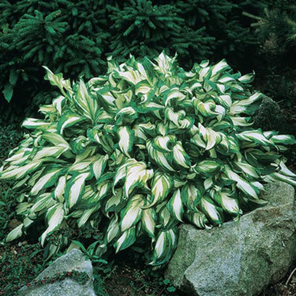 Undulata Mediovariegata Hosta-wavy White Centered Leaves With - Etsy