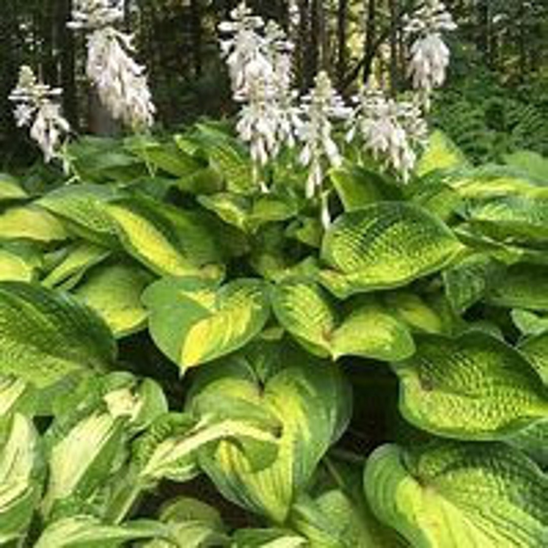 Paradigm Hosta Medium Plant 20 Tall X 36 High When - Etsy
