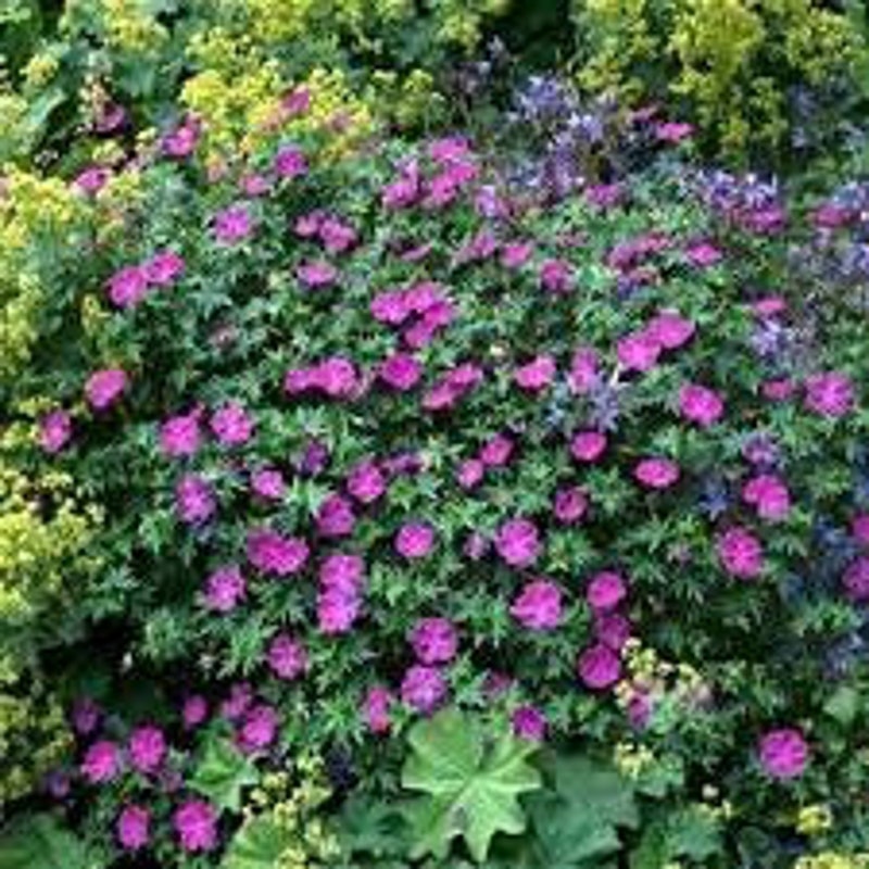 Geraniums - Etsy