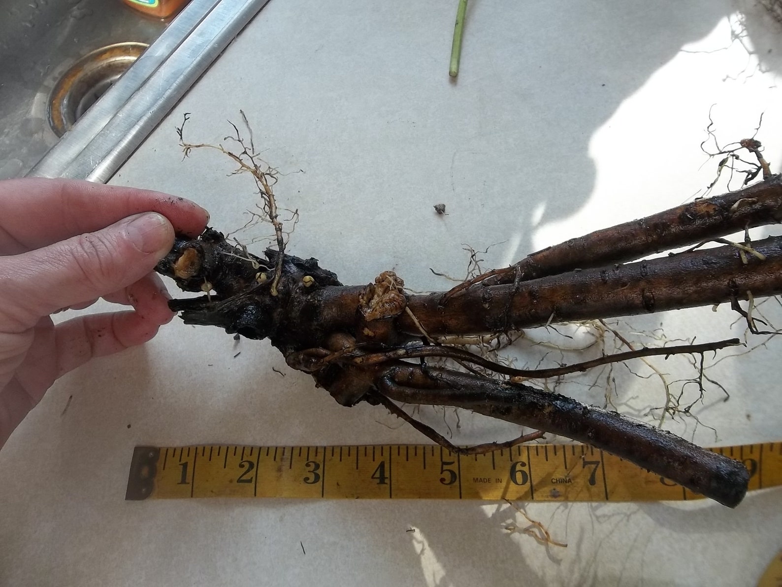 Walter Faxon Peony Pink Fragrant Spring Blooms Perennial - Etsy