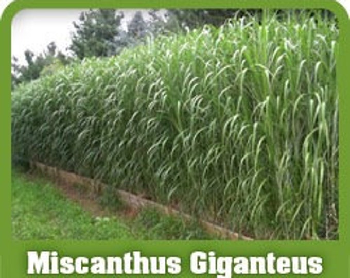 Miscanthus Giganteus 14' Tall Ornamental Grass - 5 XXL Single Rhizomes ...
