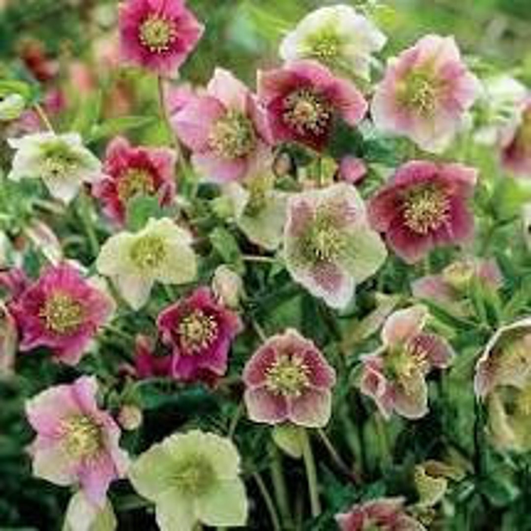 1 Plant-mixed Colors Helleborus-white, Pink or Dark Pink Blooms. Very ...