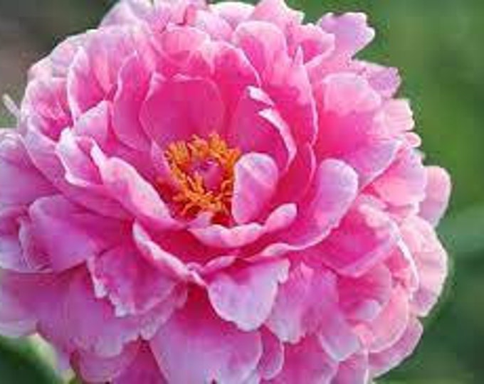 Pink Delight Peony, Semi Double Medium Pink Blooms With Golden Center ...