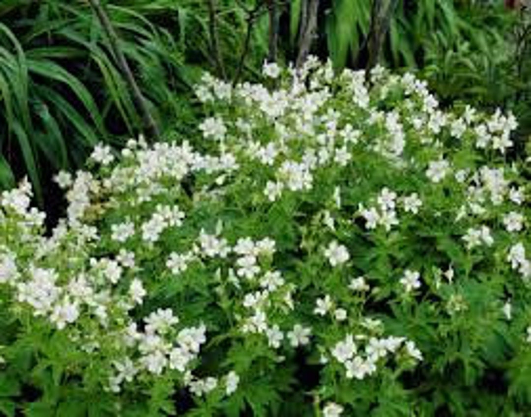 PRE Buy-white Hardy Geranium- Alba Sanguineum Cranesbill-perennial ...