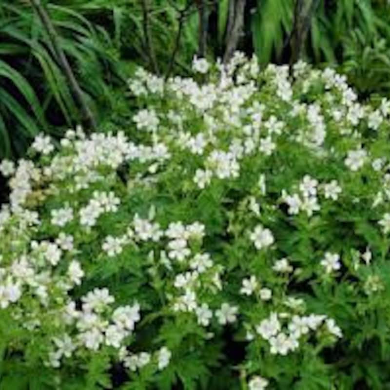 White Geraniums - Etsy