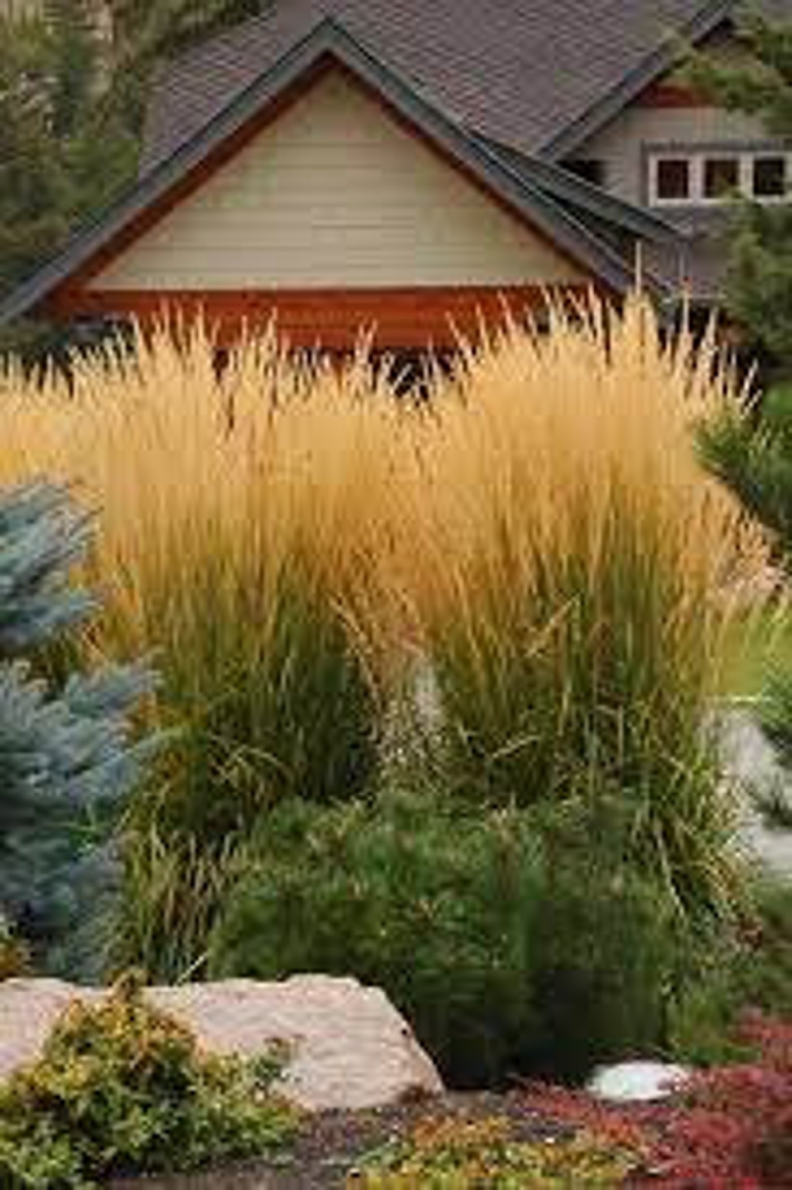 Karl Forester Feather Reed Grass (calamagrostis) Early Summer Blooming ...