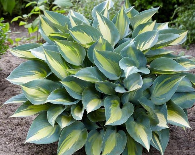 Catherine Hosta-dusky Blue Heart Shaped Leaves With Lime Green, Mid ...