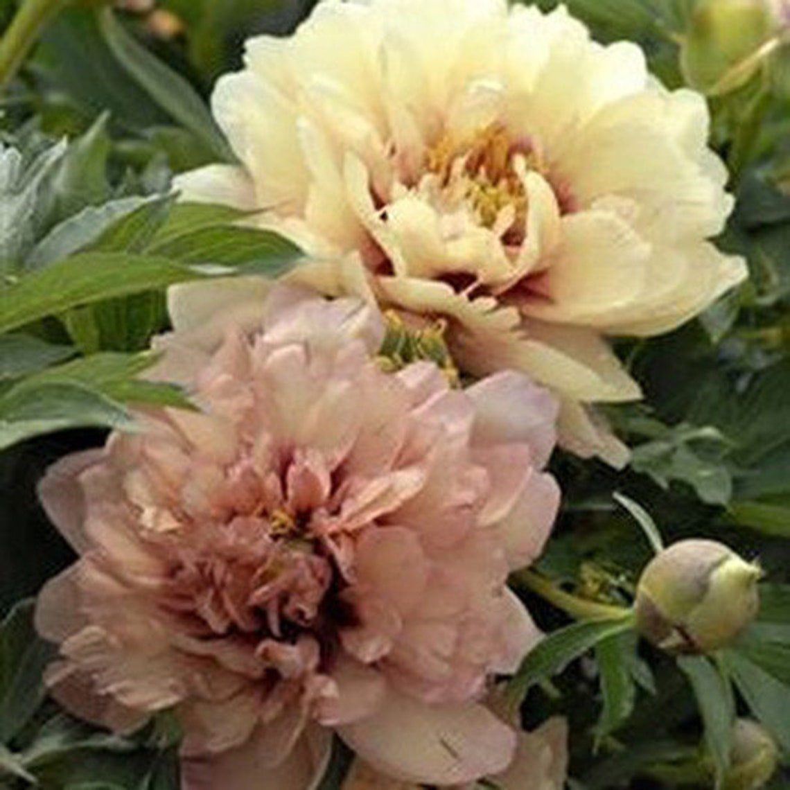 All That Jazz ITOH Peony-shades of Apricot With Streaks and Centers in ...