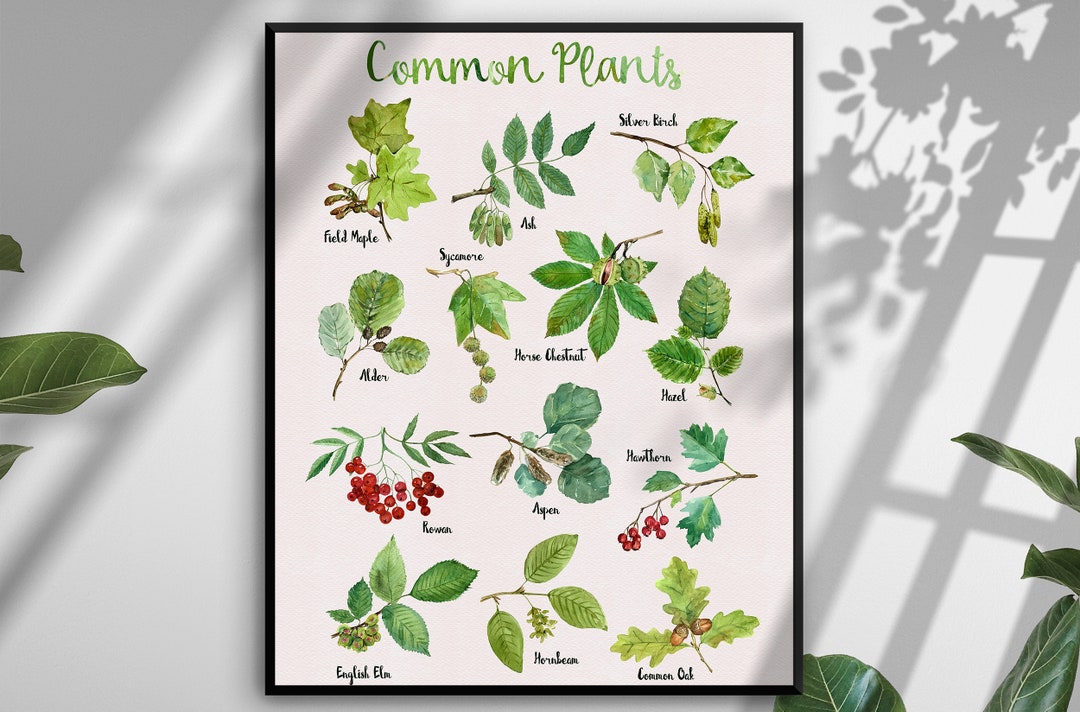 Plants Poster, Common Plants Print, Plants Wall Art, Watercolor Outside ...