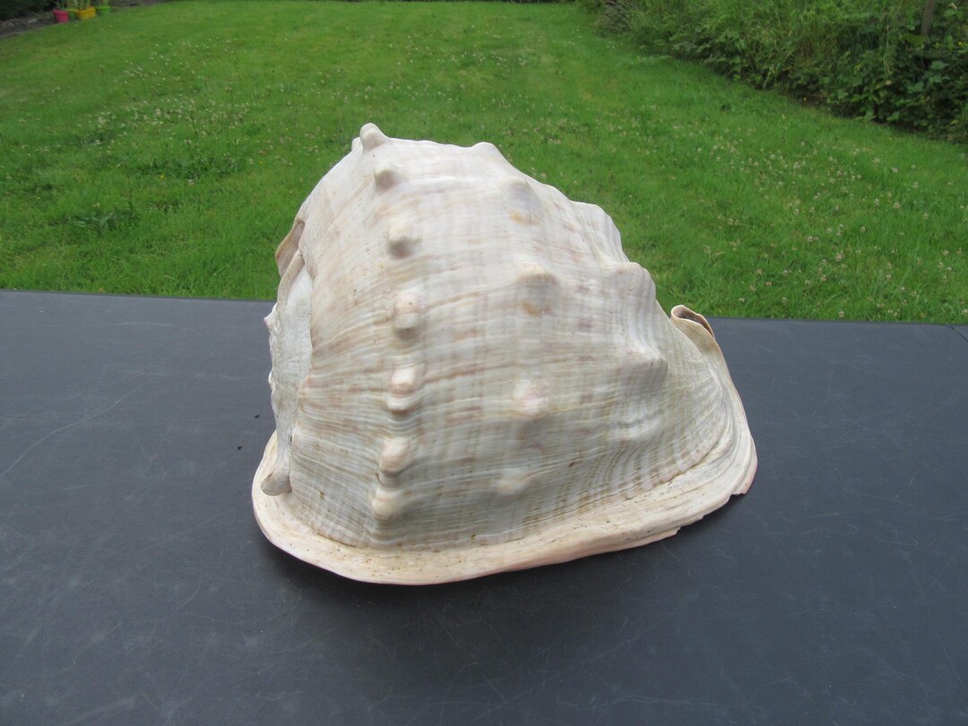 Large Cassis Cornuta Seashell – Horned Helmet Conch, Aquarium Decor - Etsy
