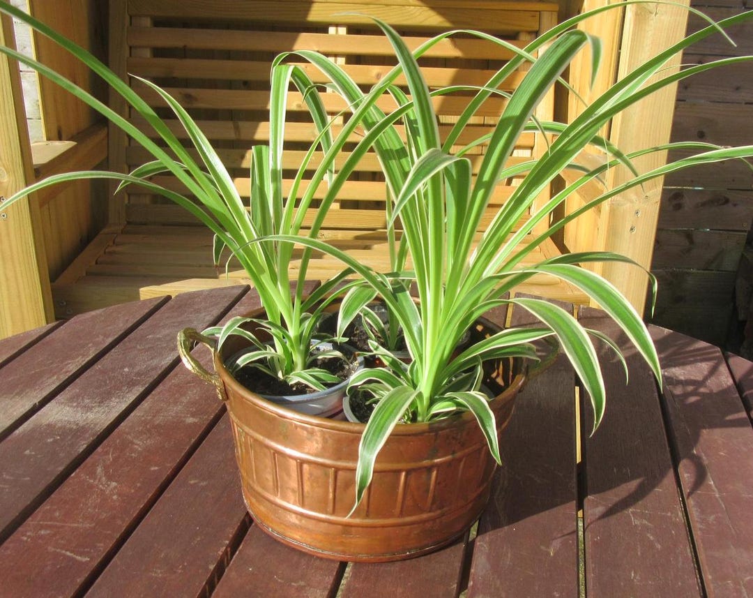 Antique Large Round Copper Planter, Plant Pot Holder Two Brass Handles ...