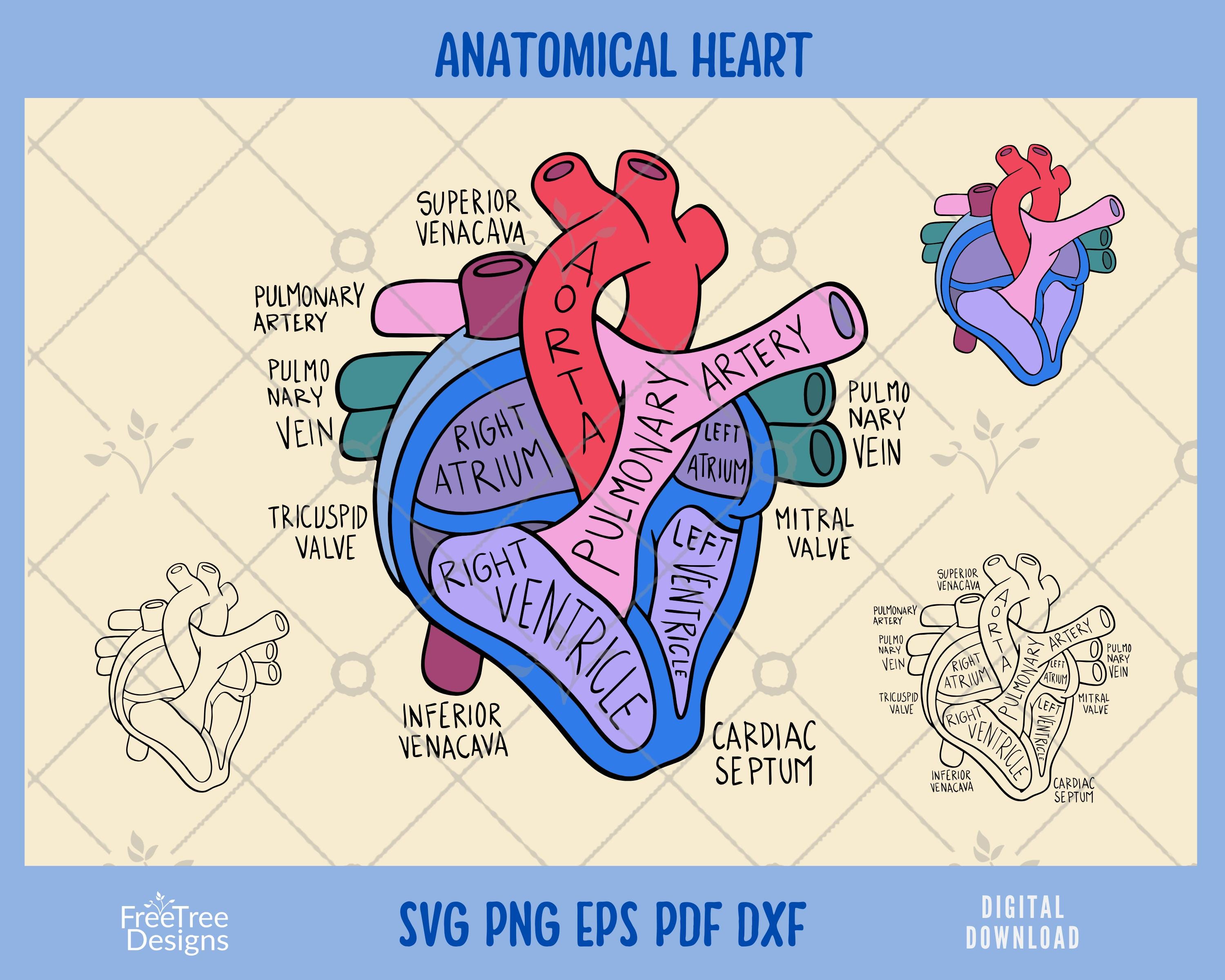 Anatomical Heart SVG, Cardiac Anatomy Png, Nurse Cardiologist Heart ...