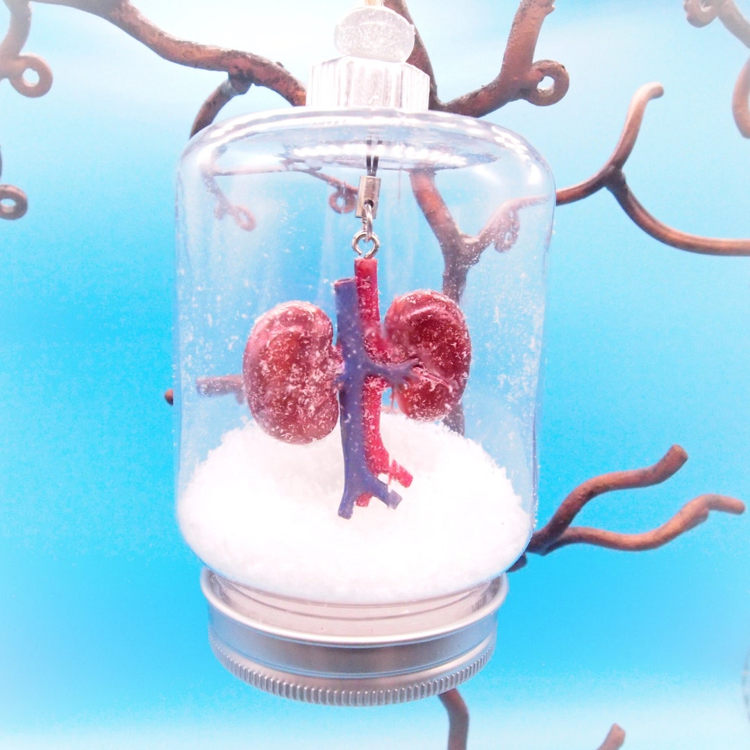 Waterless Mason Jar Snow Globe Christmas Ornament Anatomical Kidneys ...