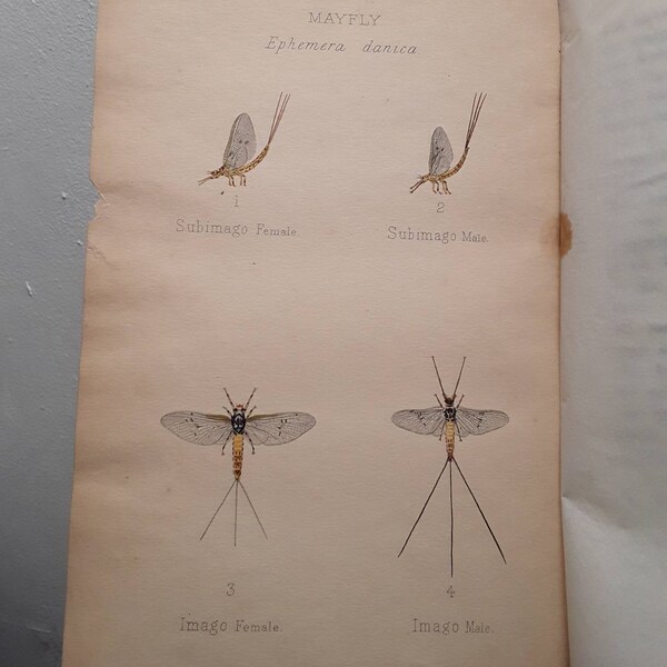 Vintage Fishing Book - Etsy