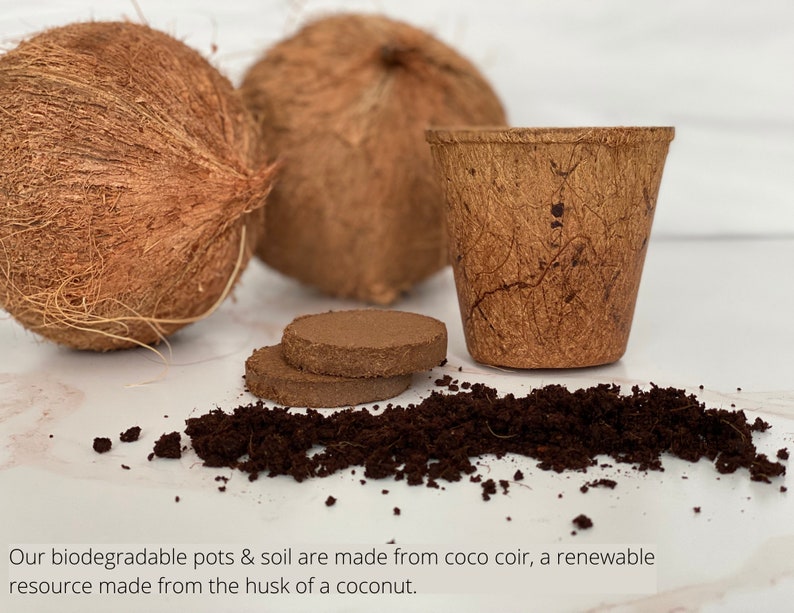 Cocktail Indoor Herb Garden Herb Seeds Cocktail Kit - Etsy