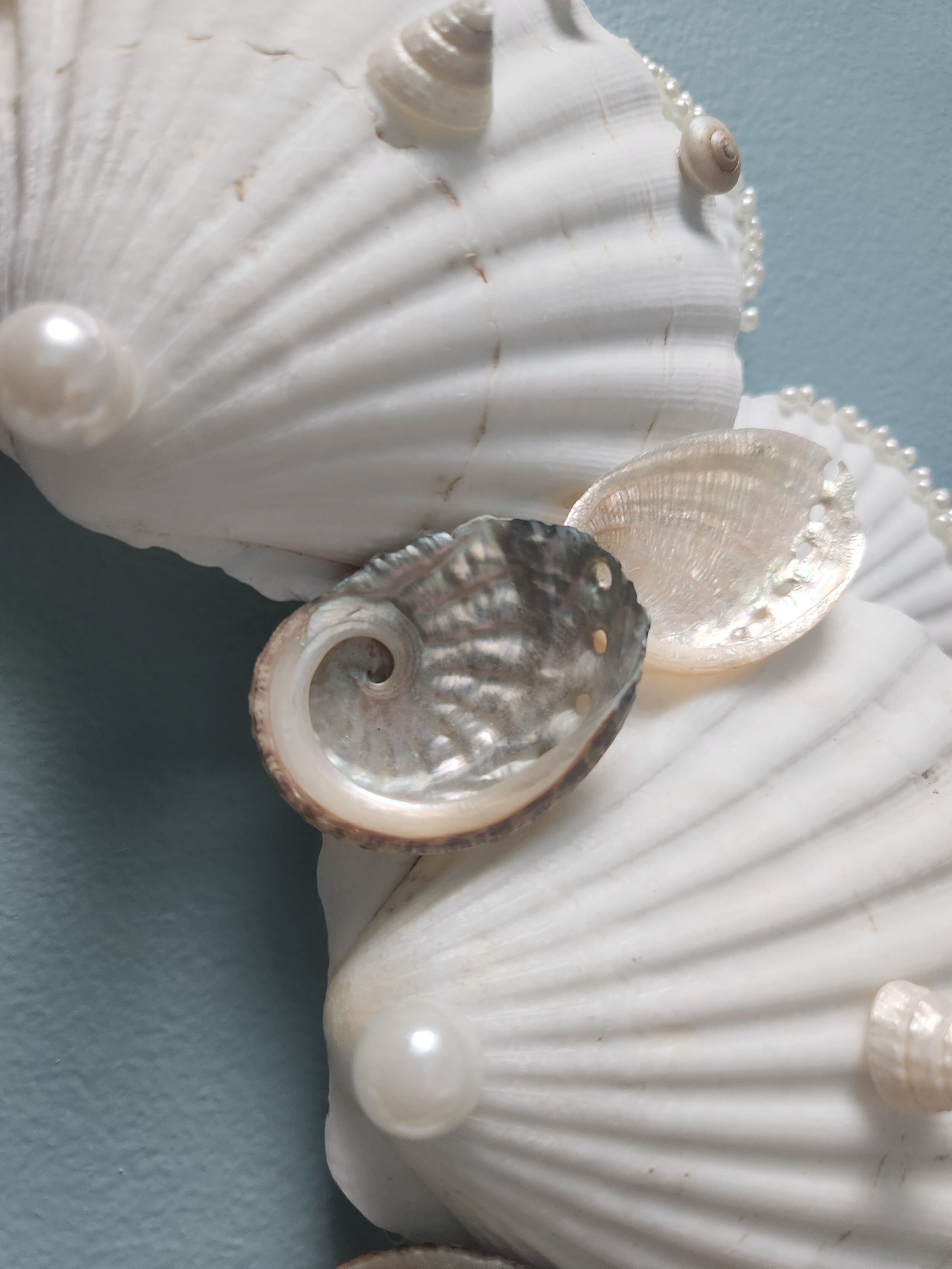 Large White Lions Paw Scallop Shell Wreath With Abalone - Etsy