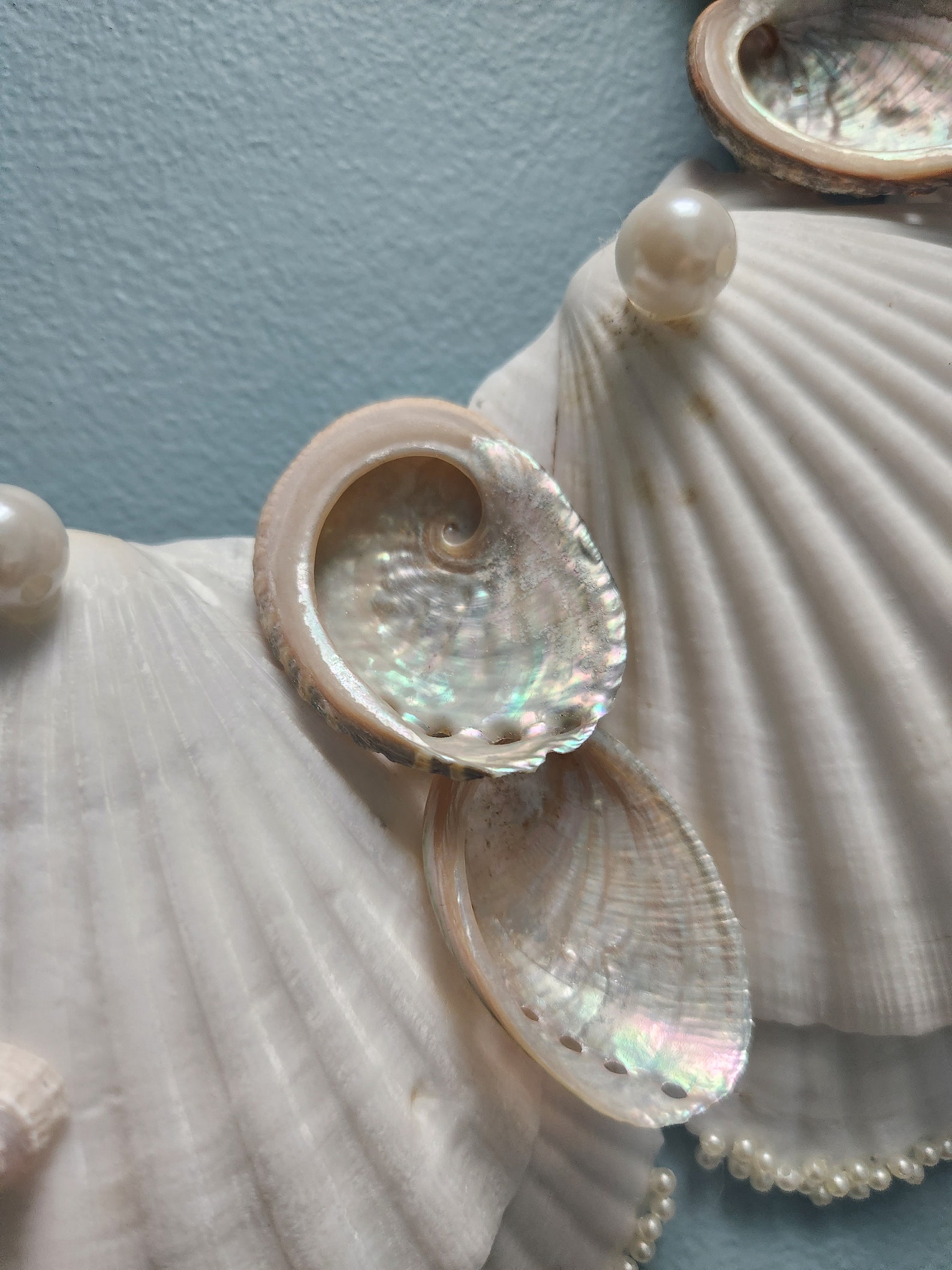 Large White Lions Paw Scallop Shell Wreath With Abalone - Etsy