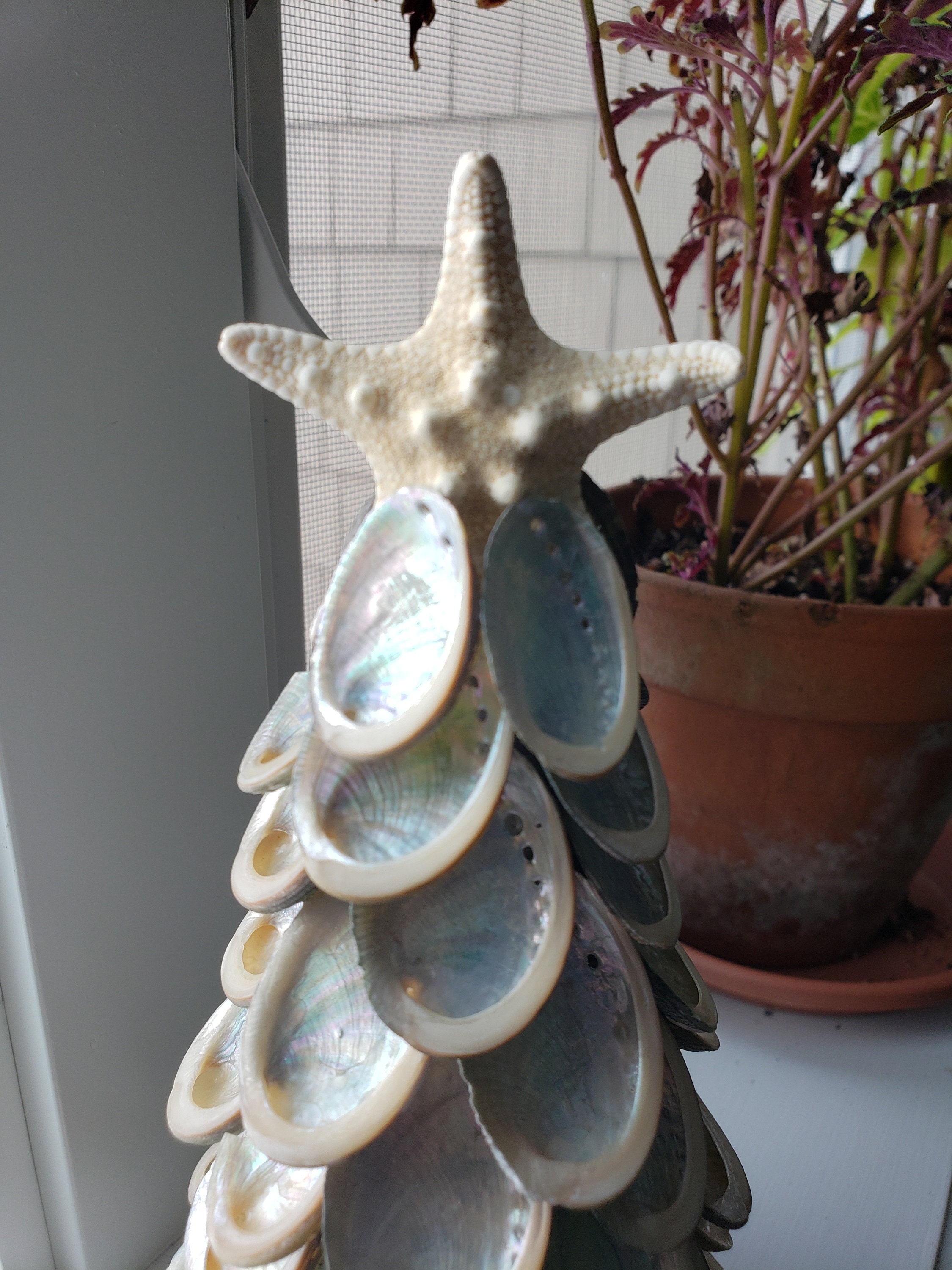 Abalone Tree With Armor Starfish Coastal Decor - Etsy