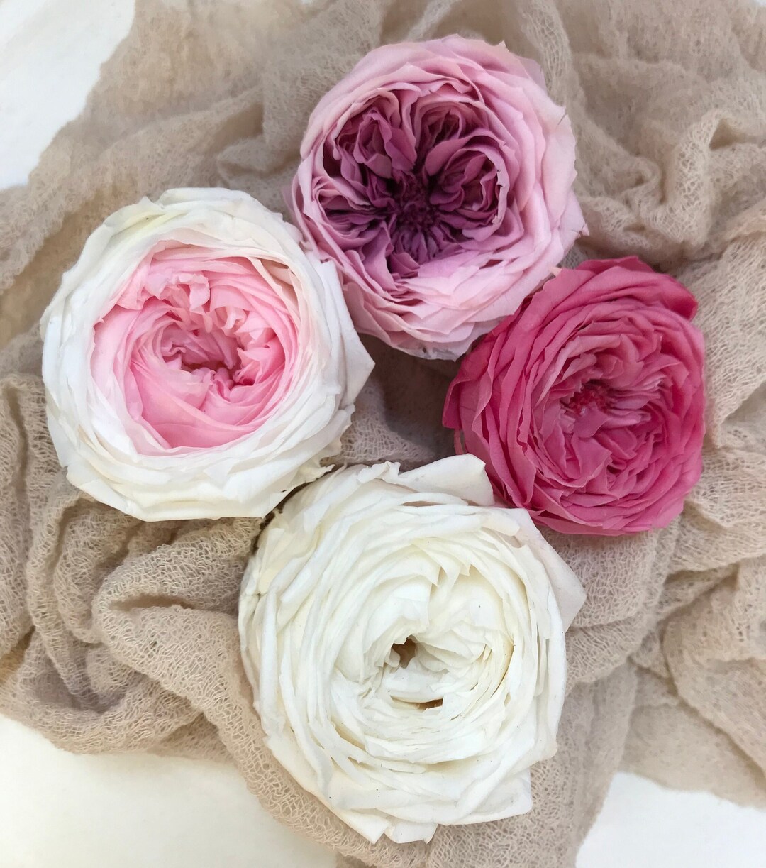 Stabilized Filled Rose in 4 Colours / Infinity Roses / Preserving Roses ...