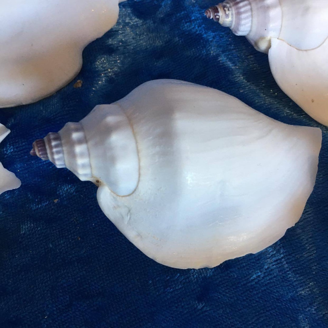 White Canarium Shells 6-8cm Great Seashells for Art Craft - Etsy Australia