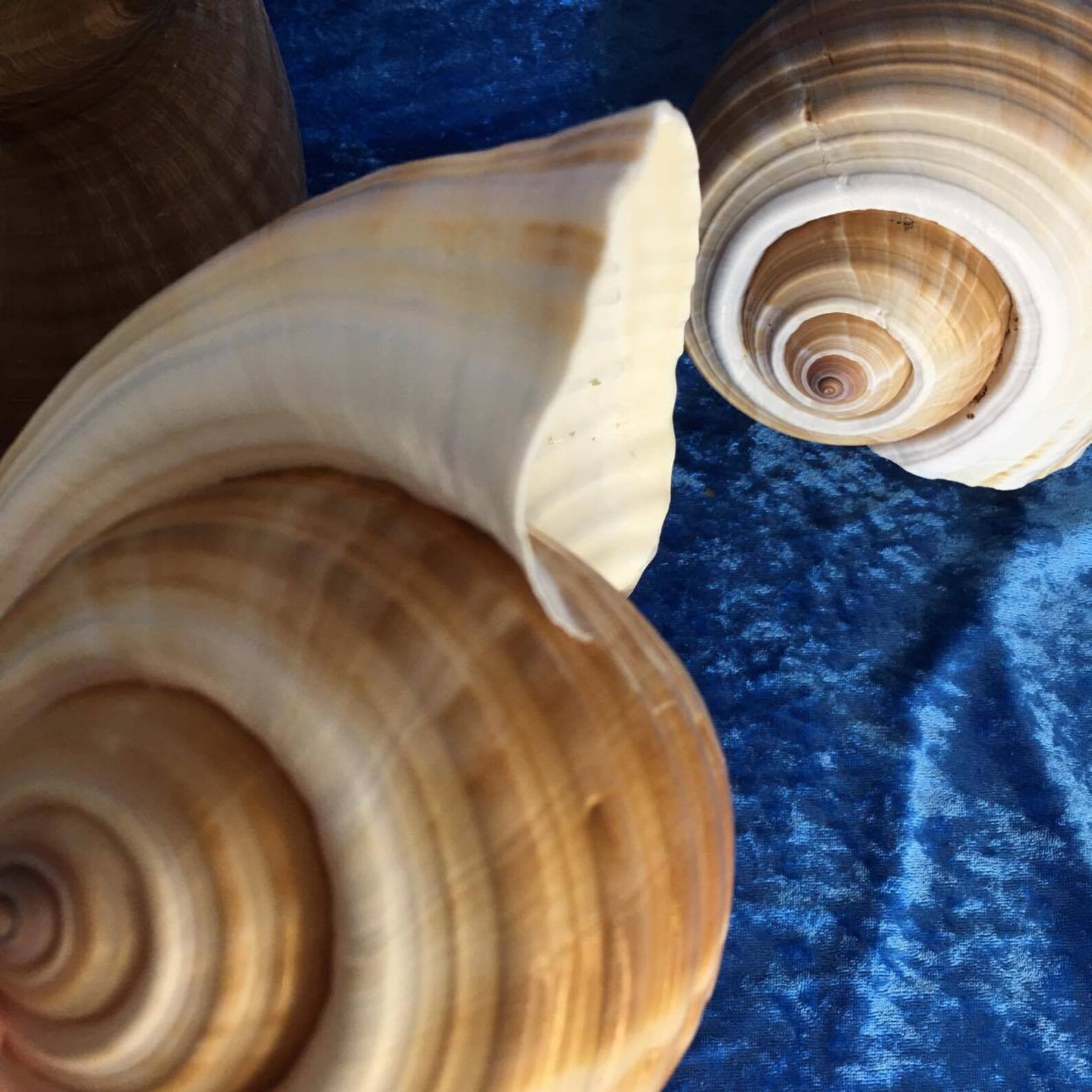 Tonna Cepa Seashell Tun Shell Tona 18 to 20cm Beach Home - Etsy.de