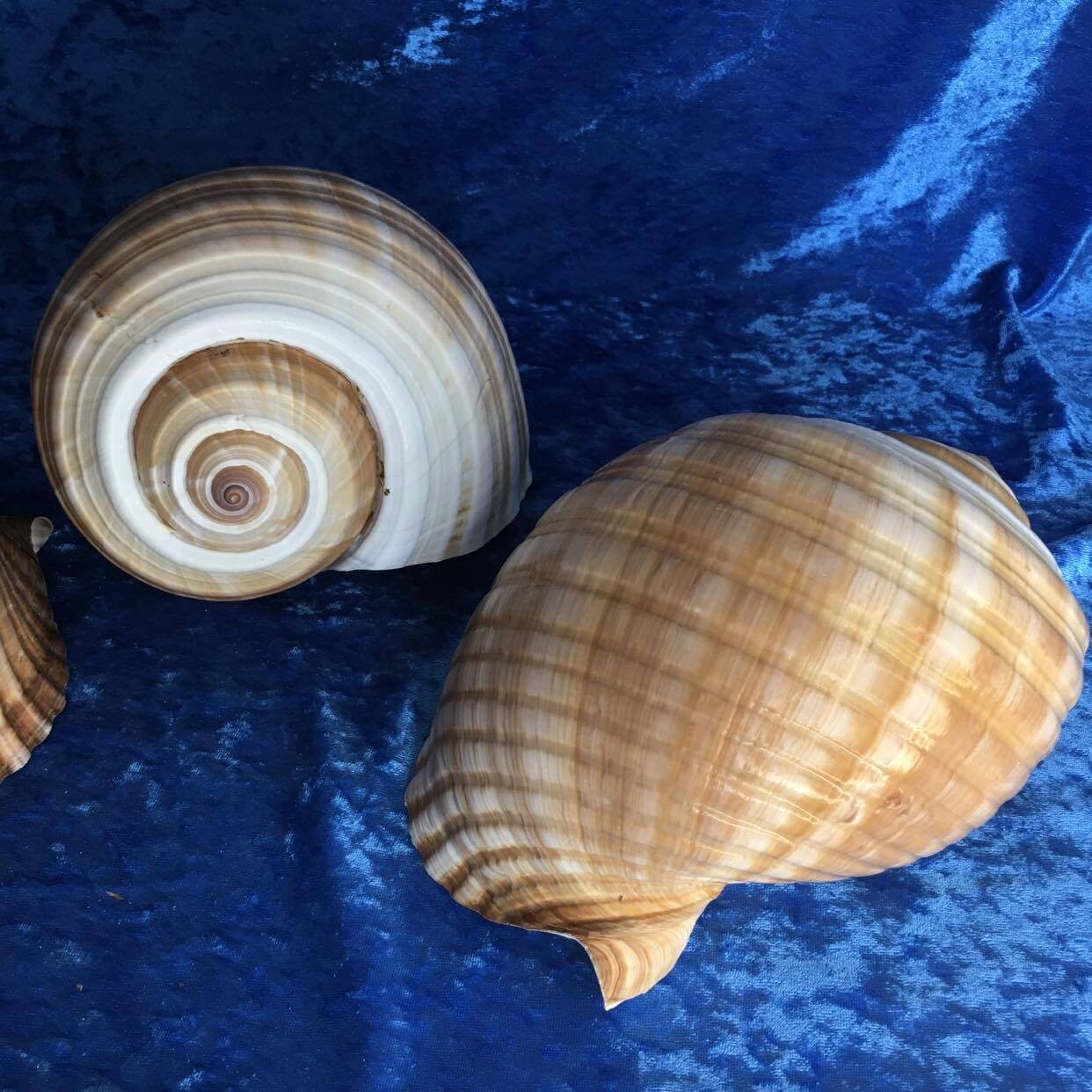 Tonna Cepa Seashell Tun Shell Tona 18 to 20cm Beach Home - Etsy.de