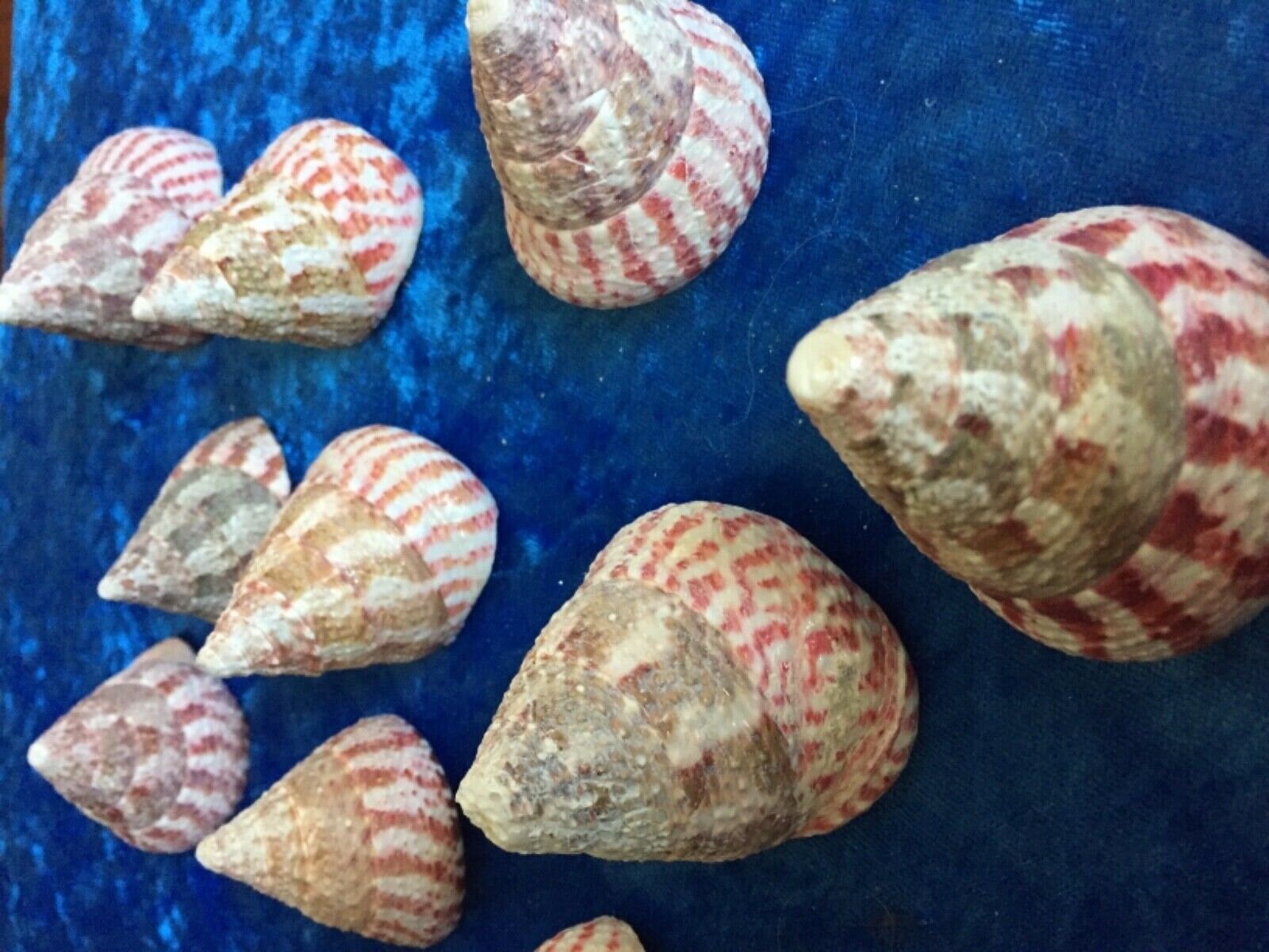 Red Strawberry Trochus or Trocha Shell Approximately 4-5 Cm - Etsy