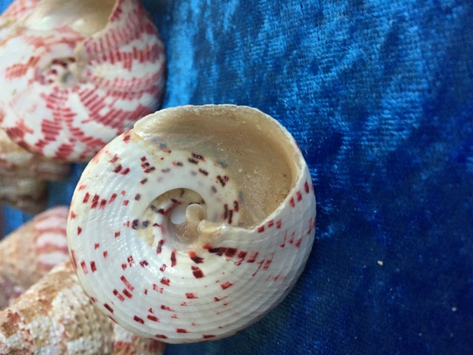 Red Strawberry Trochus or Trocha Shell approximately 5 cm | Etsy