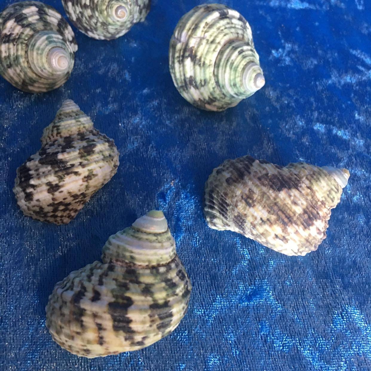 10 x Green Turbo Shells 3 5 cm size Turbo Argyrostomus | Etsy