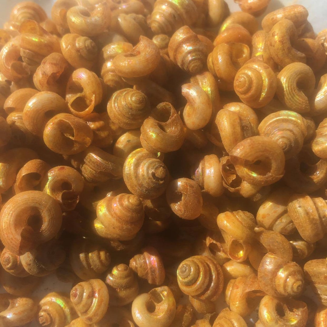 Gold Turbo Shells 100g Painted Seashells Bulk Tiny Shells - Etsy