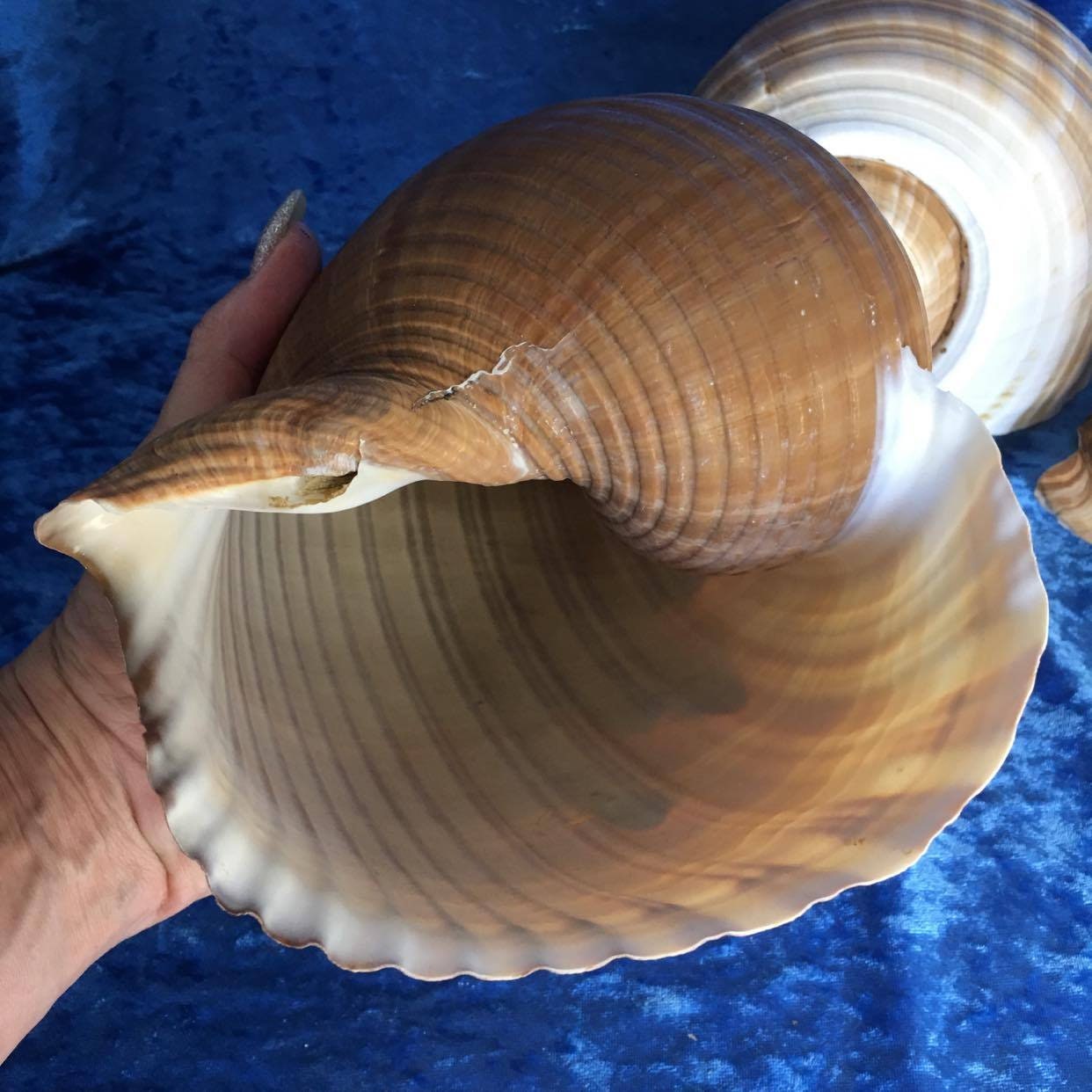 Tonna Cepa Seashell Tun Shell Tona 18 to 20cm Beach Home - Etsy.de