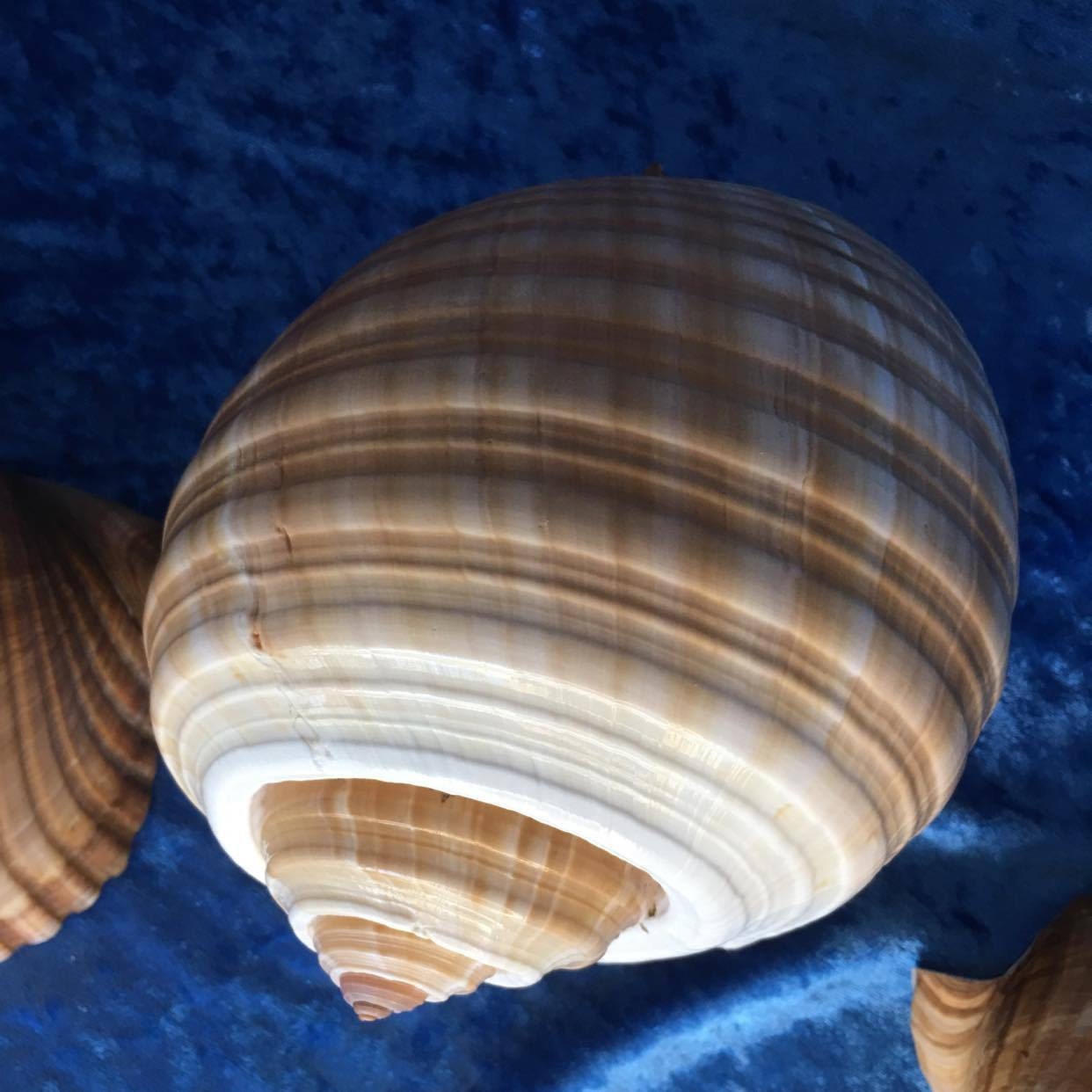 Tonna Cepa Seashell Tun Shell Tona 18 to 20cm Beach Home - Etsy.de