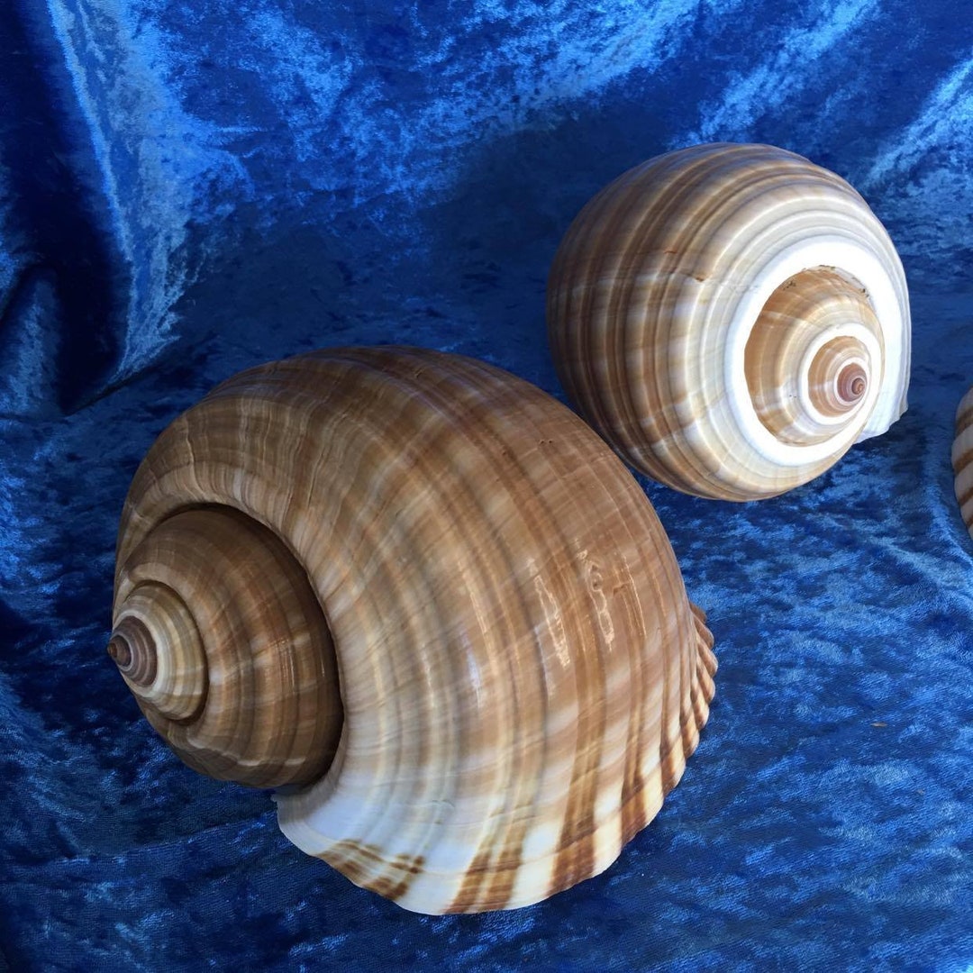 Tonna Cepa Seashell Tun Shell Tona 18 to 20cm Beach Home Decor Hamptons ...
